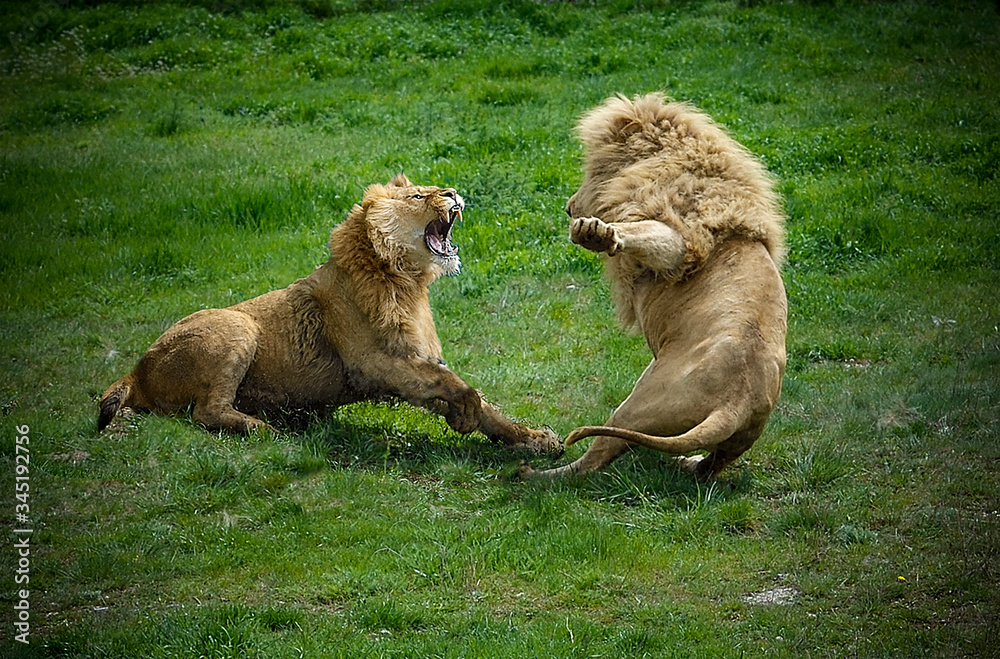 Two lions fighting each other in safari park Stock Photo | Adobe Stock