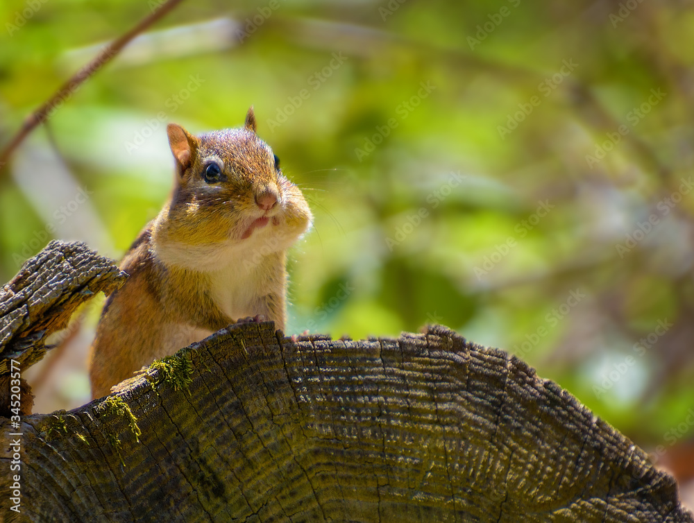 Eastern chipmunk on a log facing forward with full cheek pouches making ...