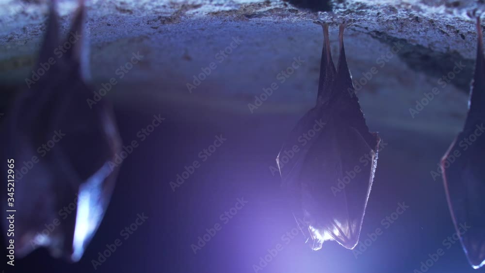 Close up small sleeping lesser horseshoe bat group covered by wings ...