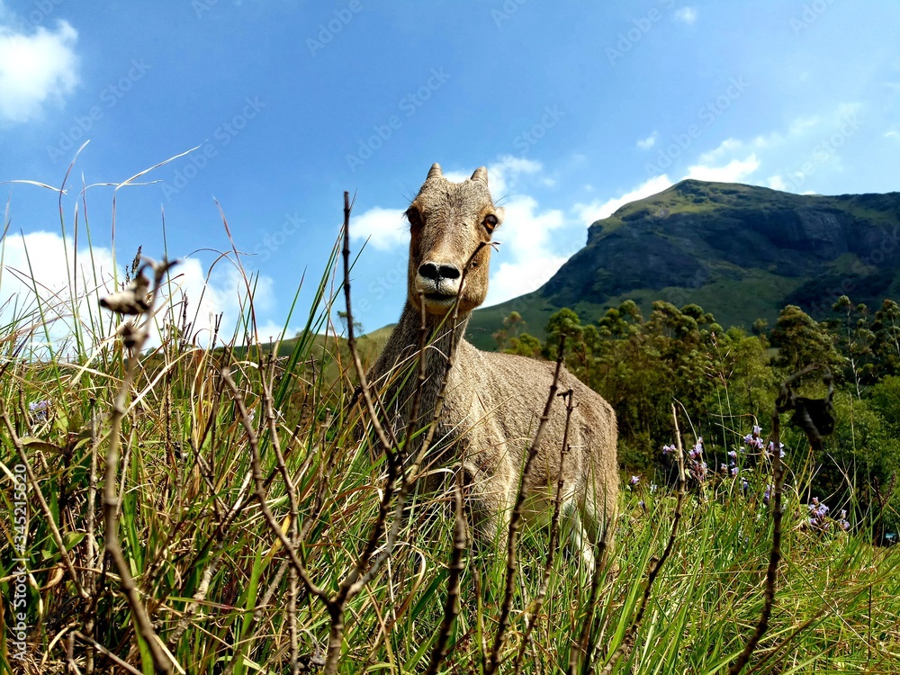 Nilgiri tahr (Nilgiritragus hylocrius)is an ungulate that is endemic to ...