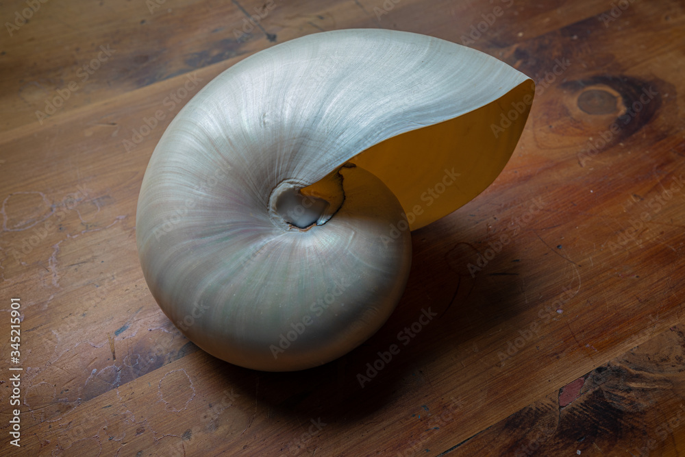 Tiny swirling layers of mother of pearl on a chambered nautilus shell ...