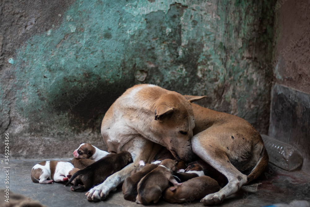 An Indian street dog feeding her new born puppies in a road side ...