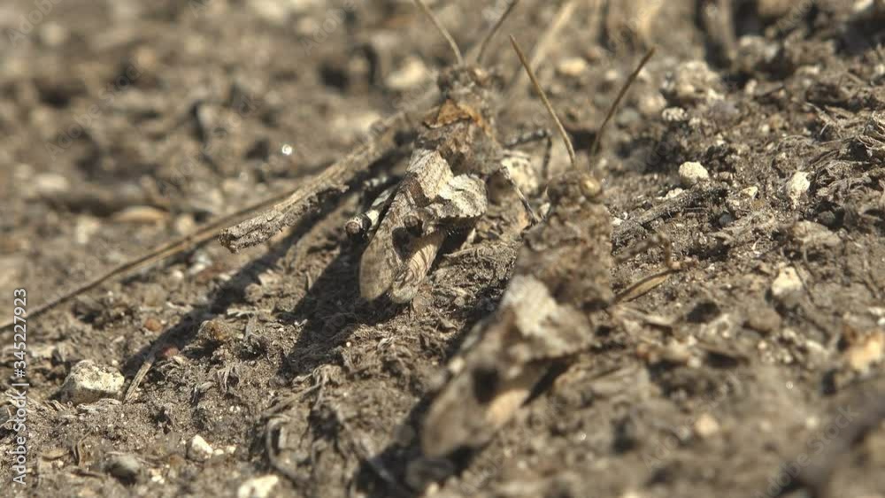 Courtship rituals of insects and Mating. View Macro insect in wildlife ...
