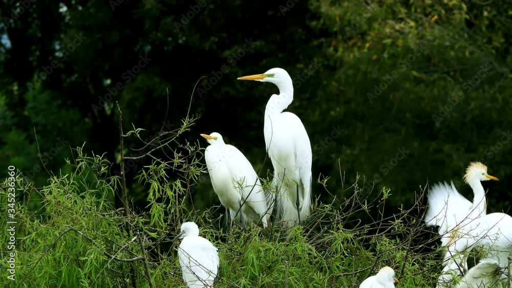 great egret birds flock. group of great white egret birds on the top of ...