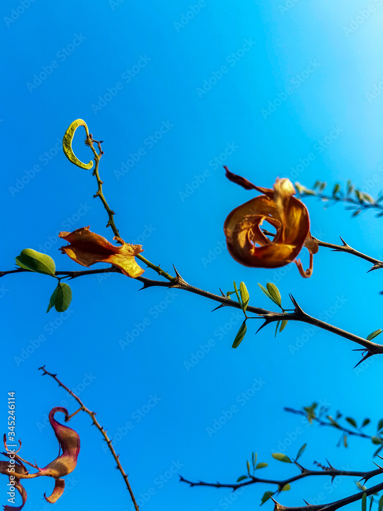 beautiful pithecellobium dulce (madras thorn) tree with blue sky Stock ...