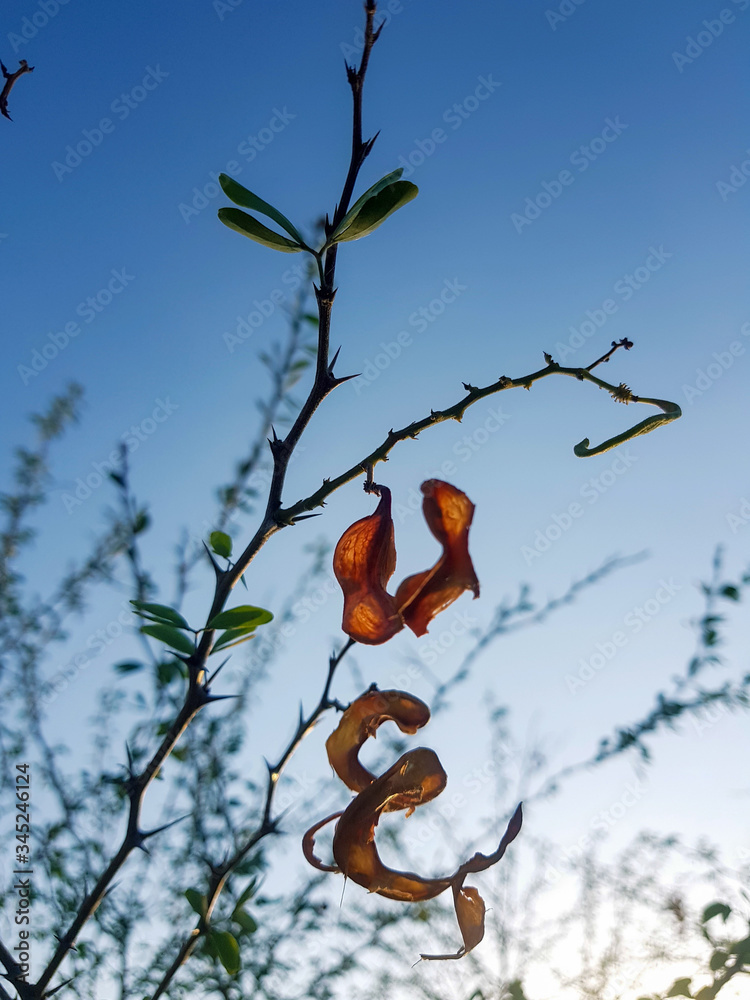 beautiful pithecellobium dulce (madras thorn) tree with blue sky Stock ...