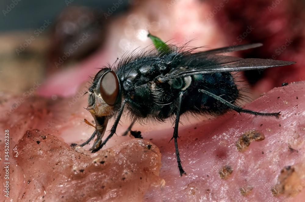 The housefly is a fly of the suborder Cyclorrhapha. It is believed to ...