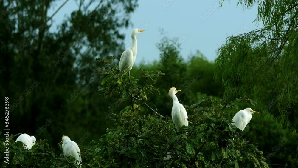 great egret birds flock. group of great white egret birds on the top of ...