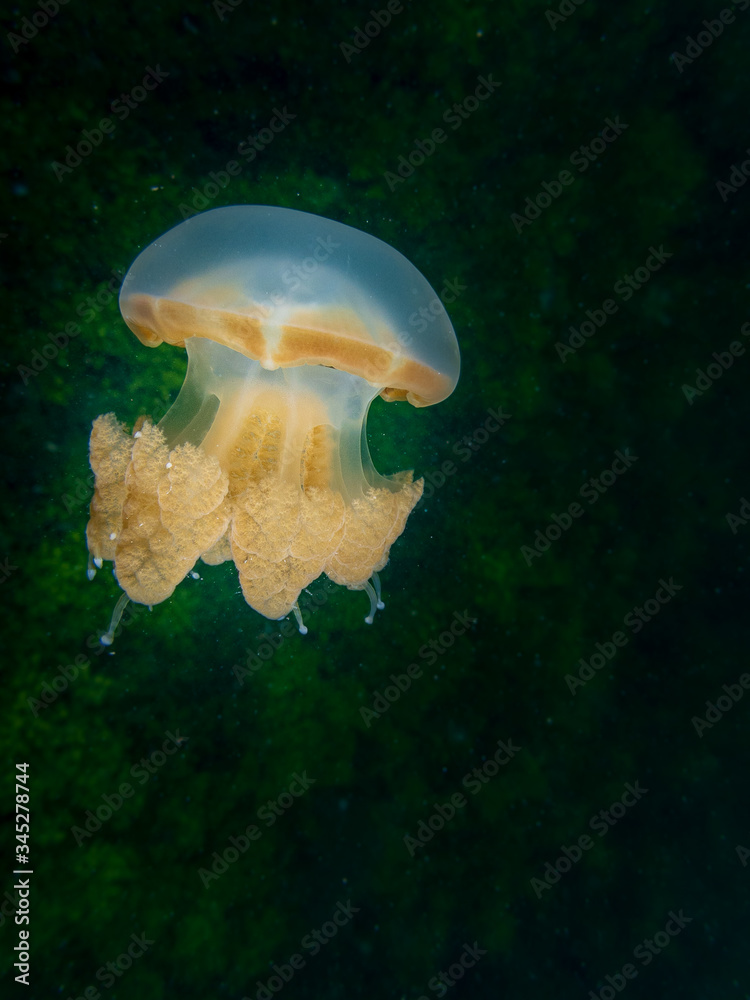 The spotted jelly (Mastigias papua), lagoon jelly, golden medusa, or ...