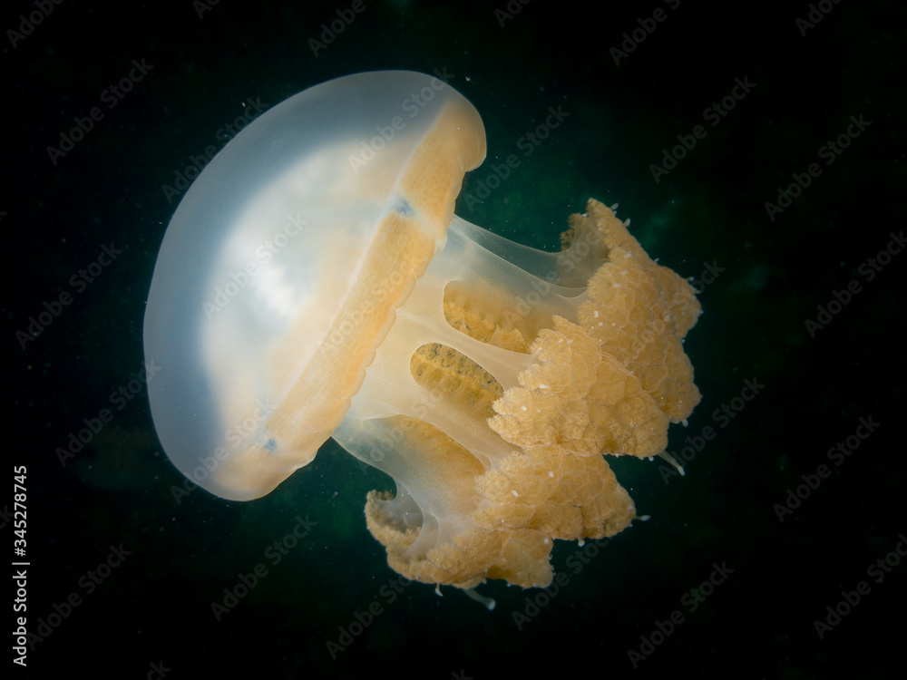 The spotted jelly (Mastigias papua), lagoon jelly, golden medusa, or ...