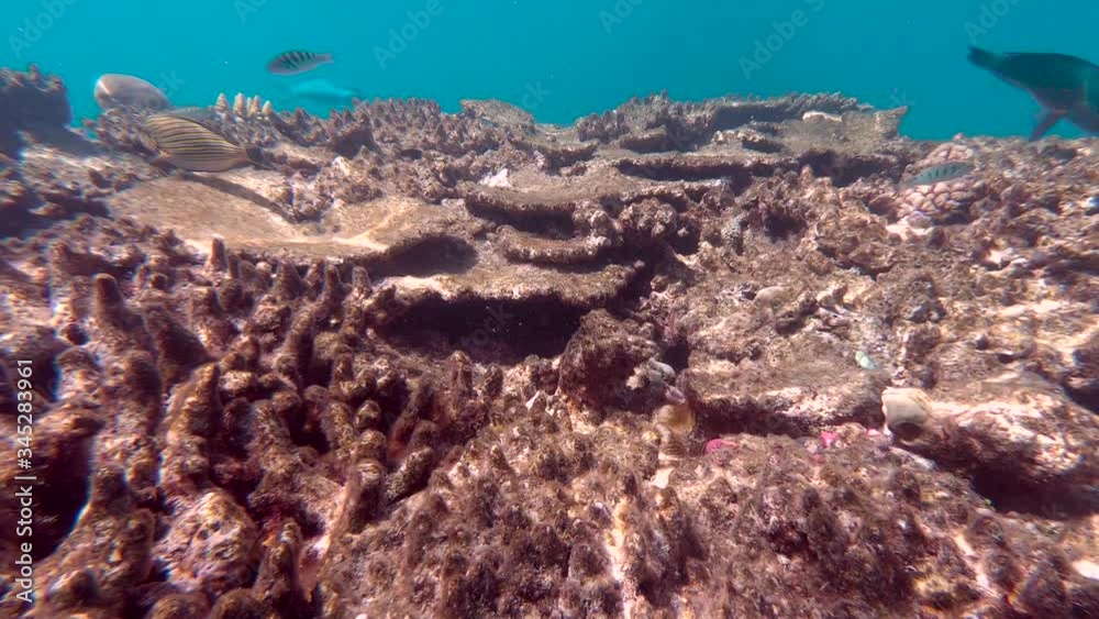 Coral underwater Great Barrier Reef. Colorful coral ecosystems in ...