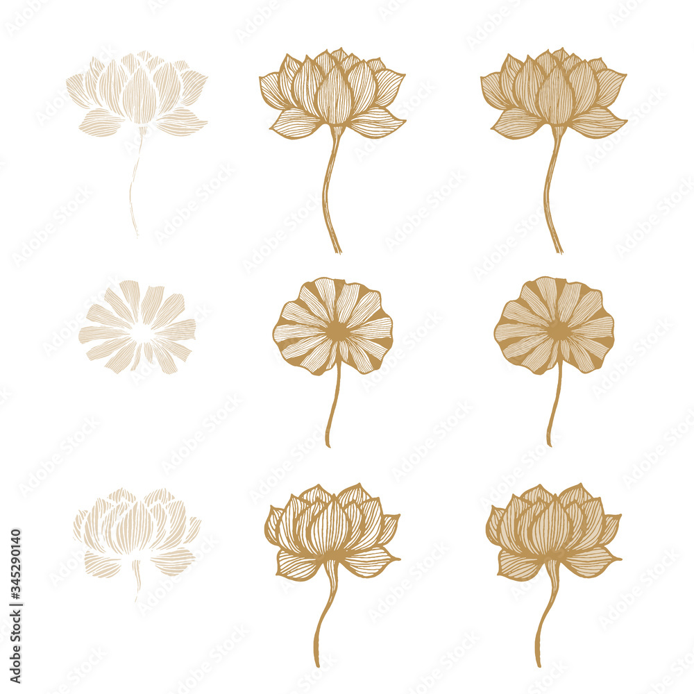 Gold lotus ink flower illustration. Vector Lotus sketch hand drawing ...