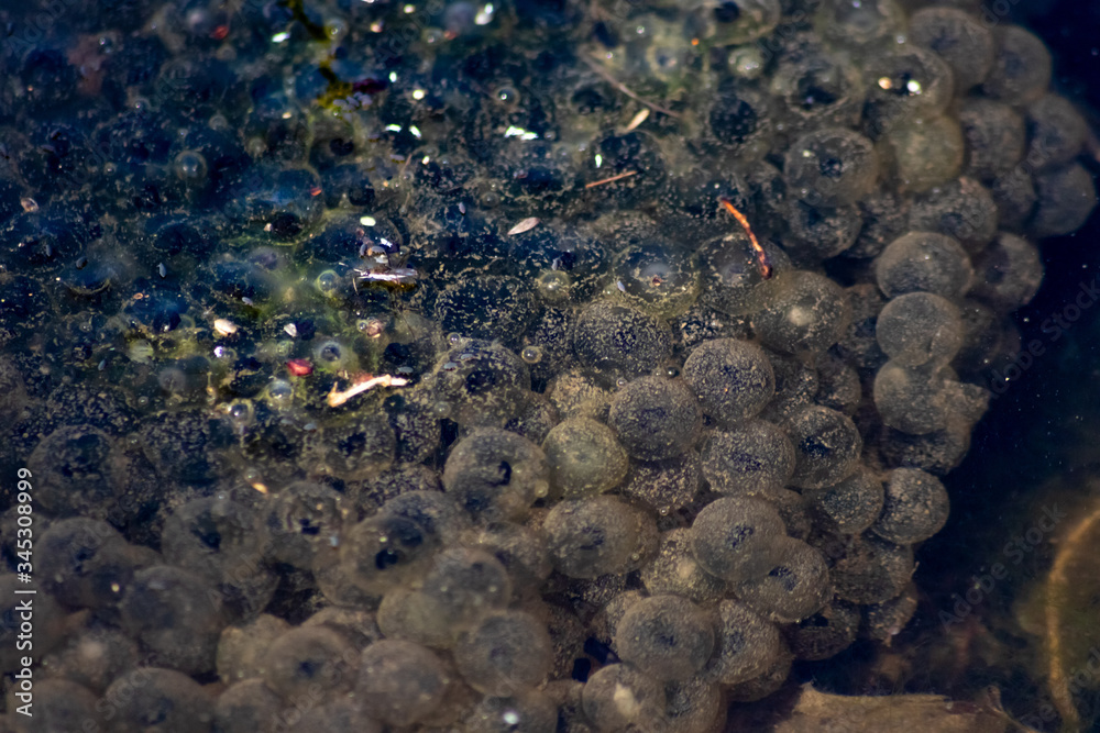 Große Menge Froschlaich mit befruchtetem Laich von Grasfrosch ...