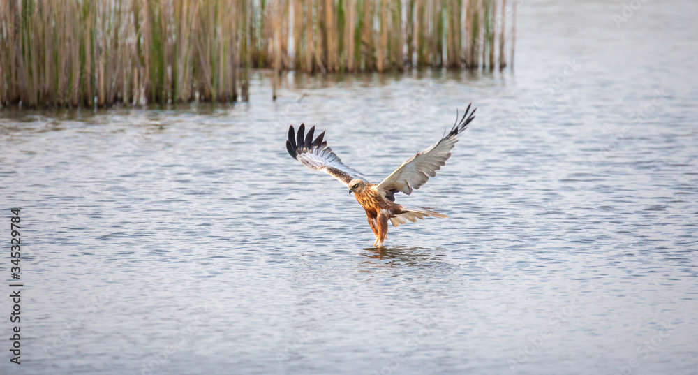 Circus aeruginosus bird flying and the predator catches fish above the ...