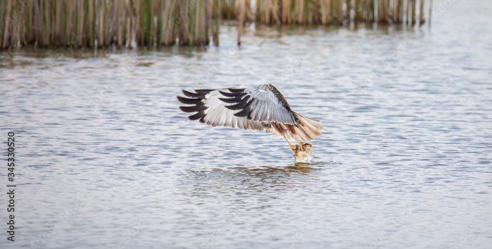 Circus aeruginosus bird flying and the predator catches fish above the ...