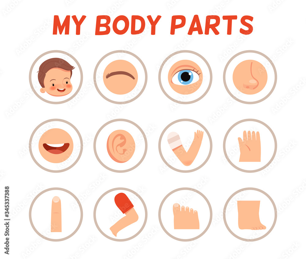 Human Body Parts Poster For Kids