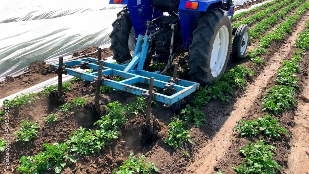Tractor plows land soil of a young potato plantation. Weed removal ...