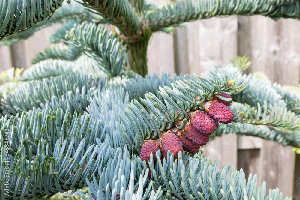 Branches of Abies procera or Noble fir with blue needles and red pollen ...