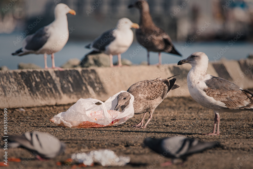 A hungry gull finds itself with a plastic bag around its neck when ...