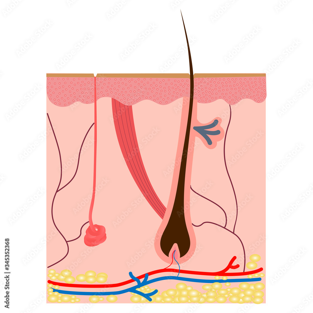 Human Skin Cross Section Vector Illustration Of The Structure Of The