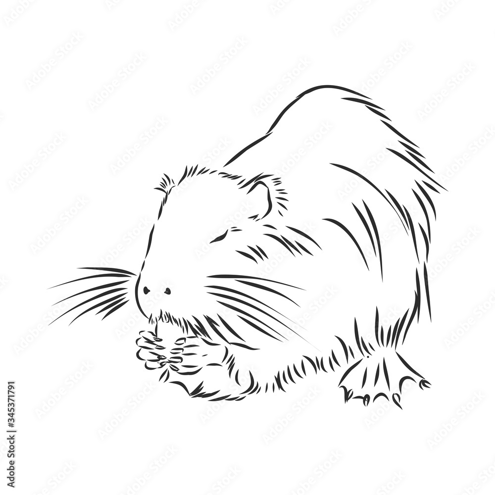 nutria black and white. nutria vector sketch illustration Stock Vector ...