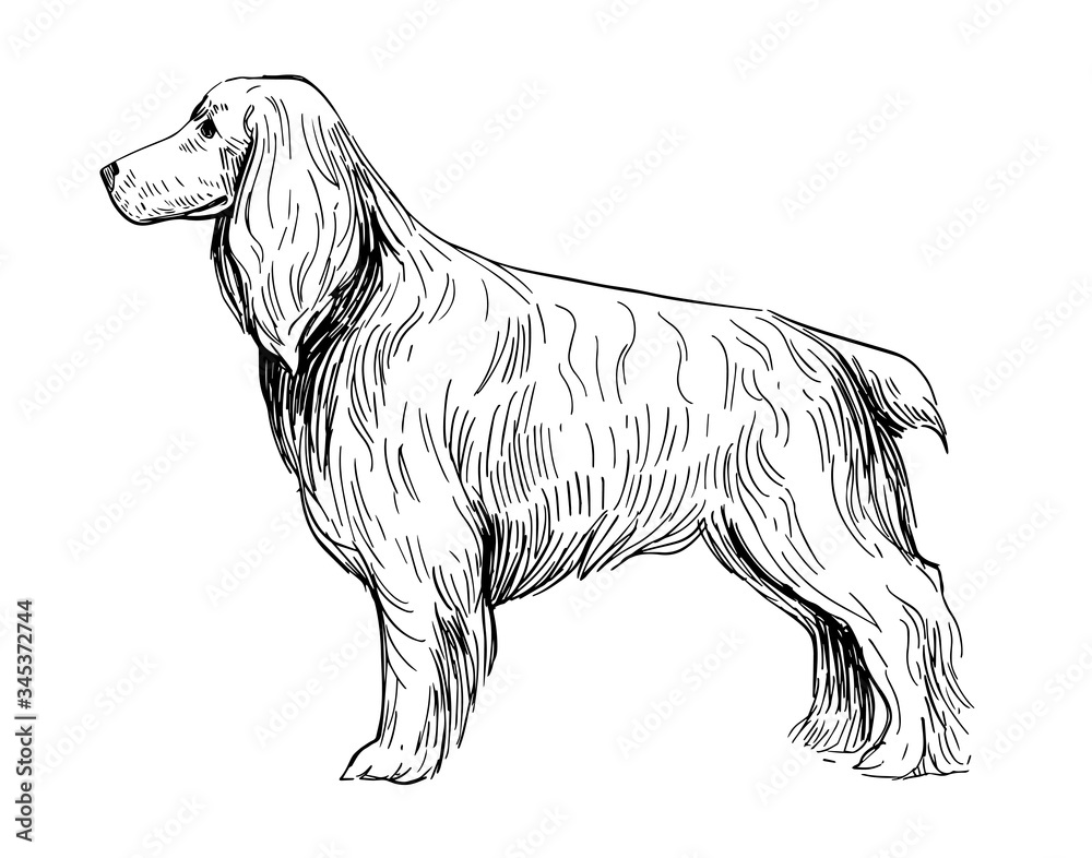 Sketch of English Cocker Spaniel. Dog breed. Black outline on ...
