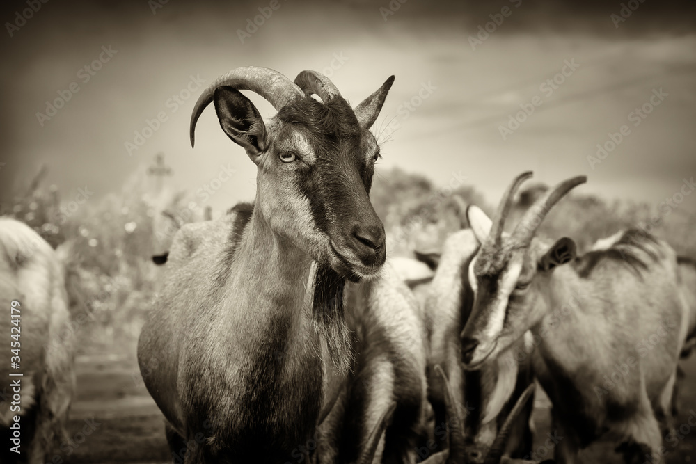 Countryside. Artiodactyl animal farm. In the frame is a herd of brown ...
