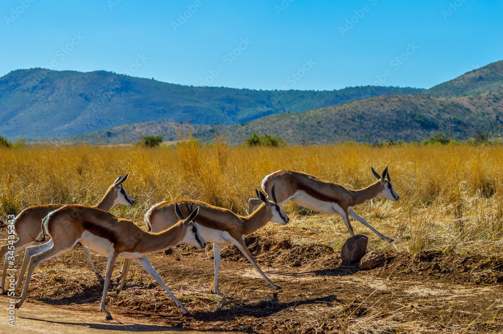 Springbok antelope ( Antidorcas marsupialis ) is national animal of ...