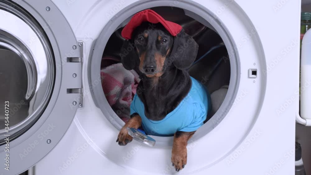 Obedient dachshund in professional plumber costume with wrench in paws ...