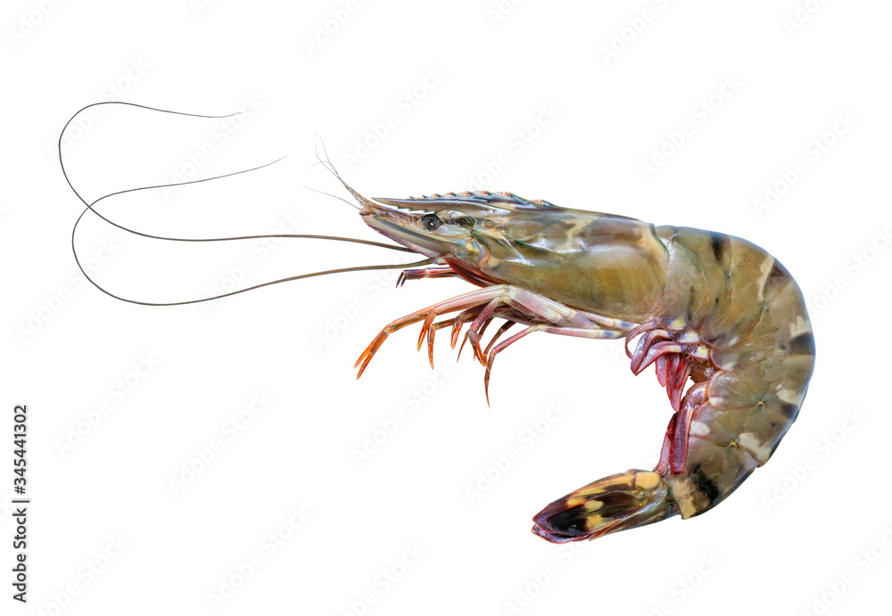 Fresh raw tiger prawns isolated on white background, Raw tiger shrimps ...