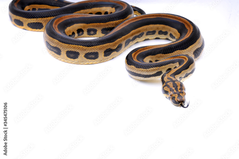 Boaconda Hybrid Boa constrictor imperator X Yellow Anaconda Eunectes ...