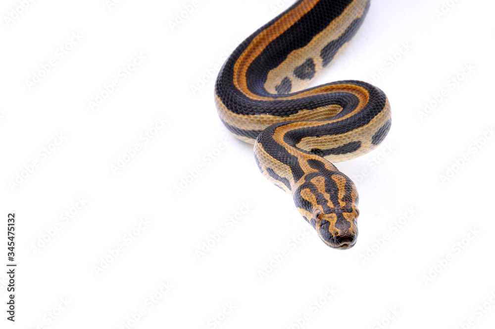 Boaconda Hybrid Boa constrictor imperator X Yellow Anaconda Eunectes ...