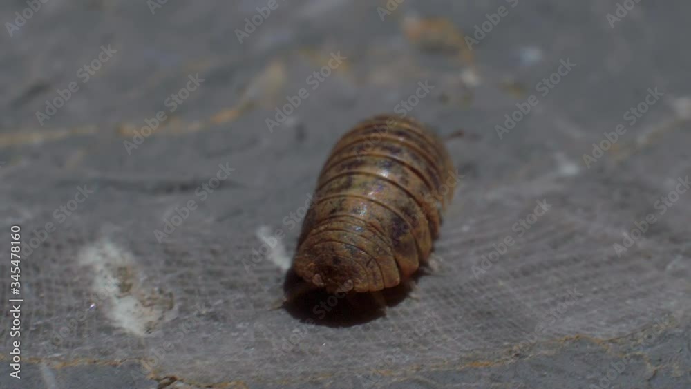 A pill bug or roly poly (Armadillidiidae) crawling around the stone ...
