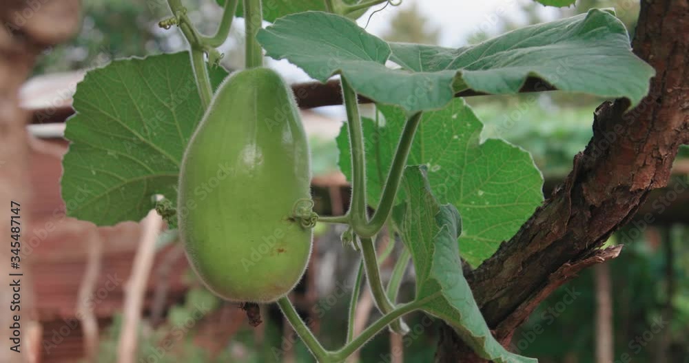Homegrown vegetables. A little ash gourd hanging on the vine, isolated ...