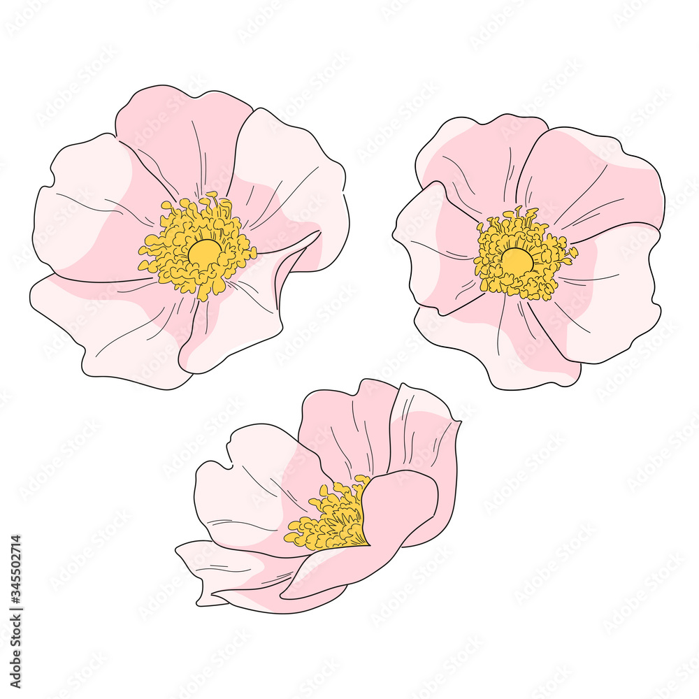 Rosa canina, briar, dog-rose hand drawing line art. Vector outline ...