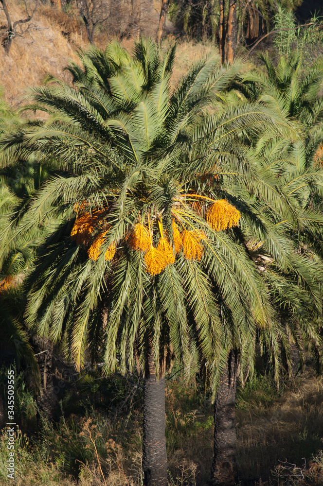 Canary Island date palm Phoenix canariensis with fruits. The Nublo ...
