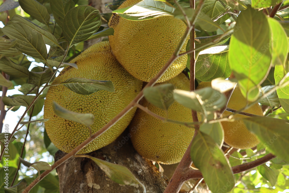 Jack Fruit Tree In Kerala