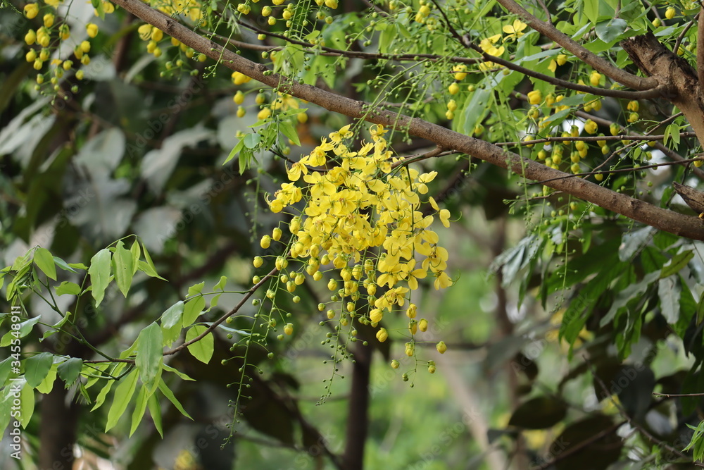 kanikonna flower i kerala Stock Photo | Adobe Stock
