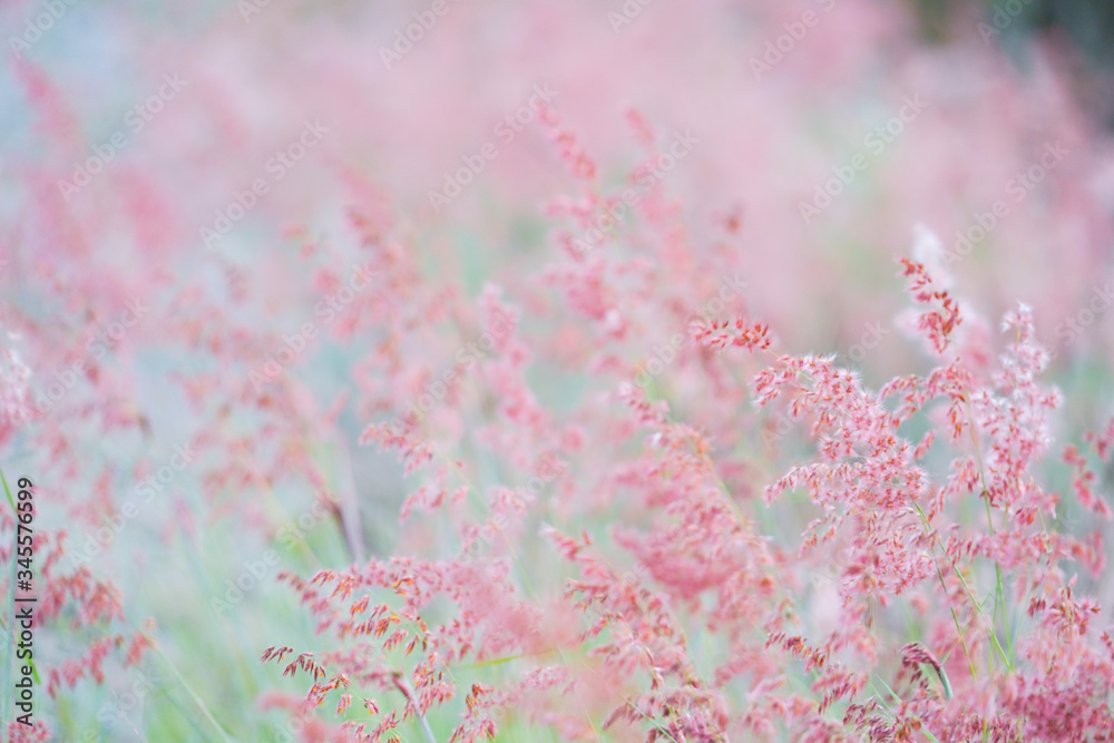 Flower field blowed by wind in summer.Scenery view of beautiful ...