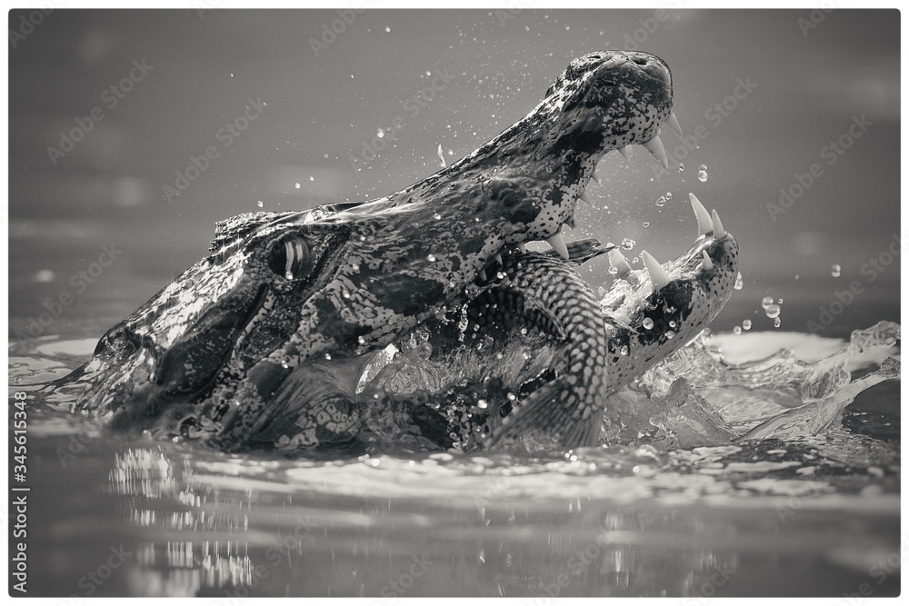 Crocodile Hunting Fish In Lake Stock Photo | Adobe Stock