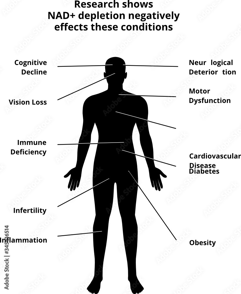 Human Body Graphic Negatively Effects Conditions Stock Vector | Adobe Stock