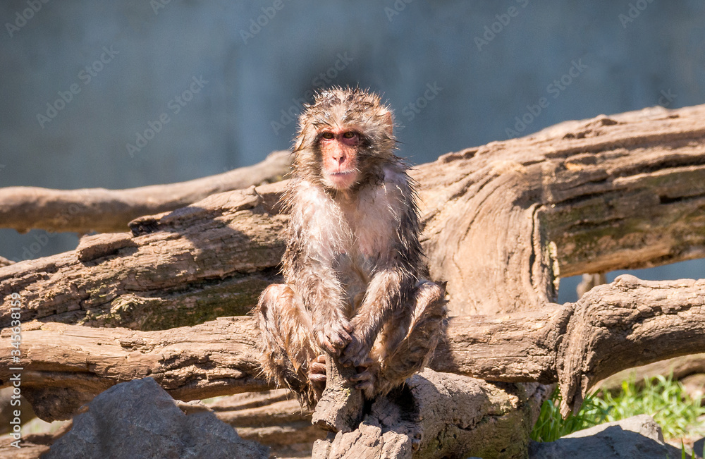 one small wet snow monkey sitting on fallen tree stump. Outdoor ...