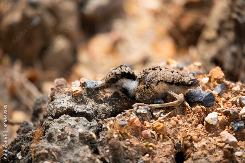 Baby birds take shelter by crouching with clumps of soil. Stock Photo ...