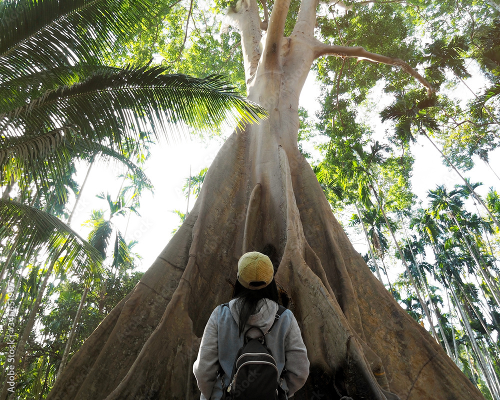 Back view Asian woman looking up the giant tree at Uthai Thani province ...