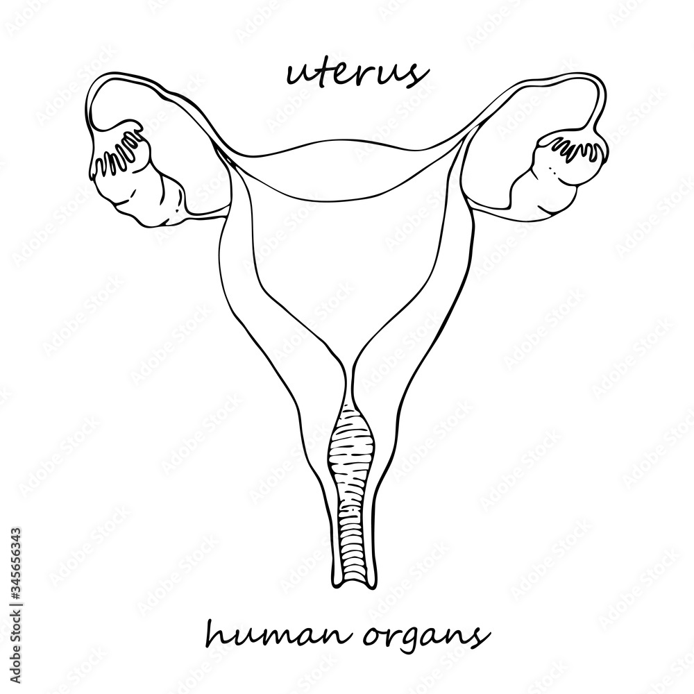 Uterus. Realistic hand-drawn icon of human internal organs. Line art ...