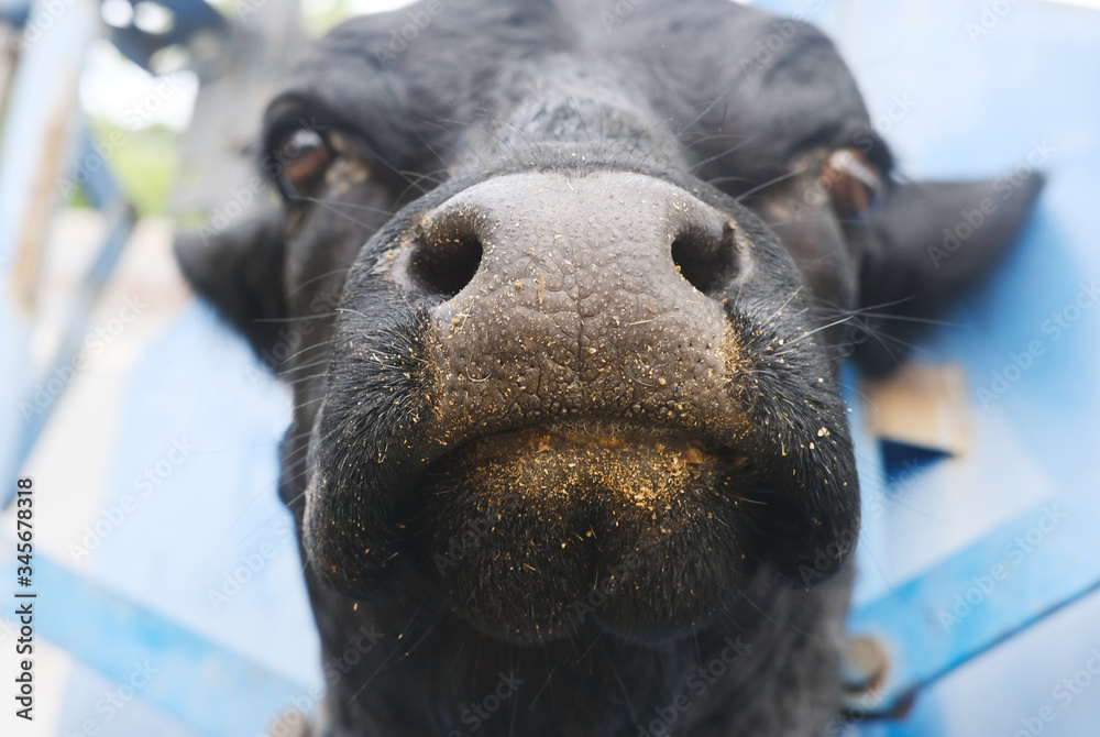 Funny black crossbred cow face close up with mineral on nose, in chute ...