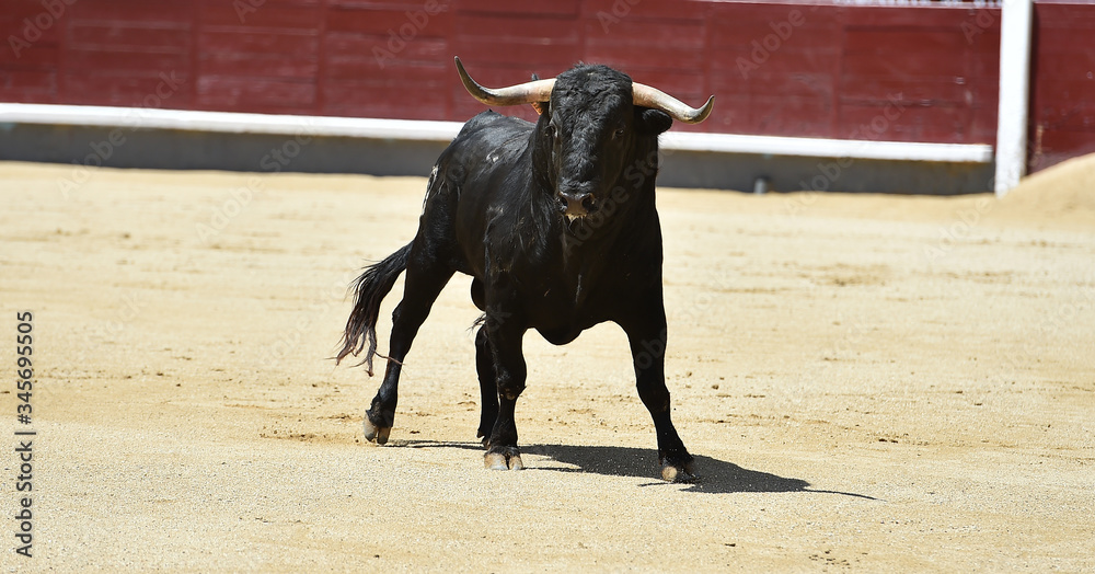 un poderoso toro español con grandes cuernos en un tradicional ...