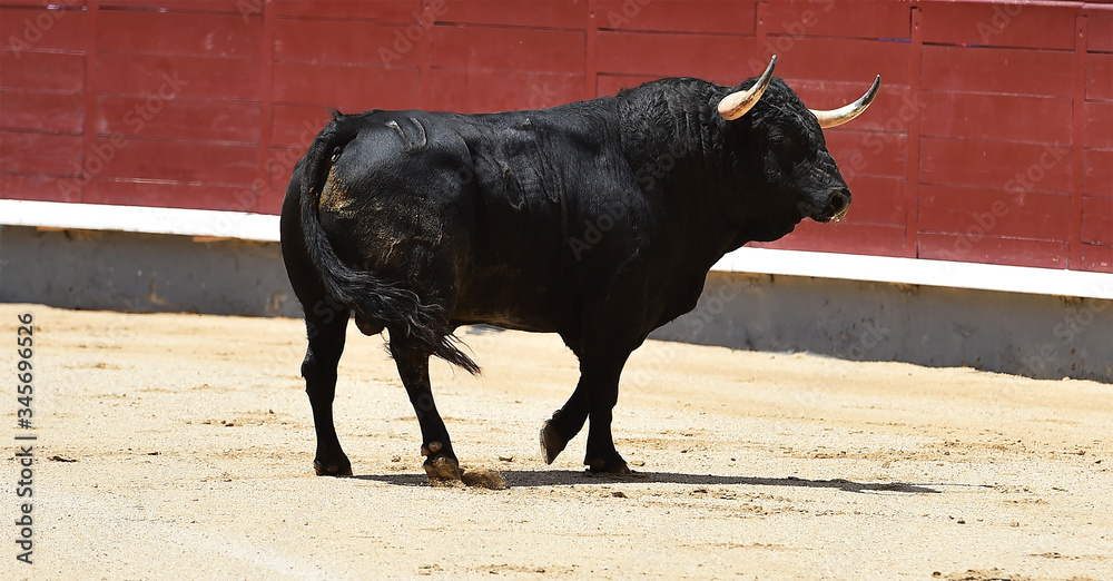 un poderoso toro español con grandes cuernos en un tradicional ...