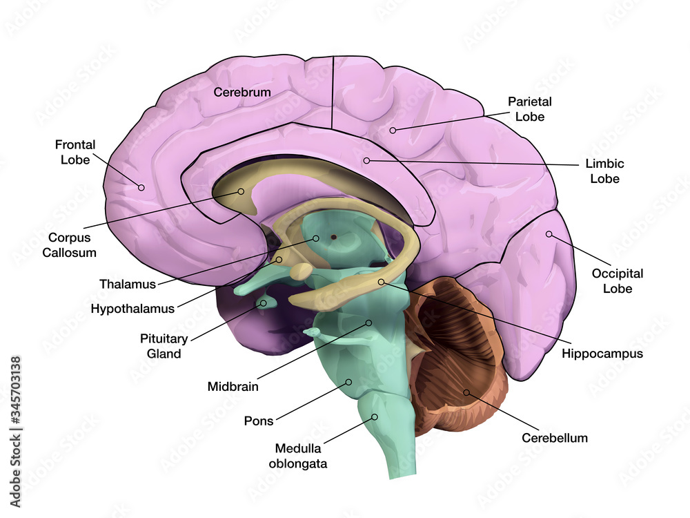 Human Brain Sagittal Section with Labels Stock Illustration | Adobe Stock