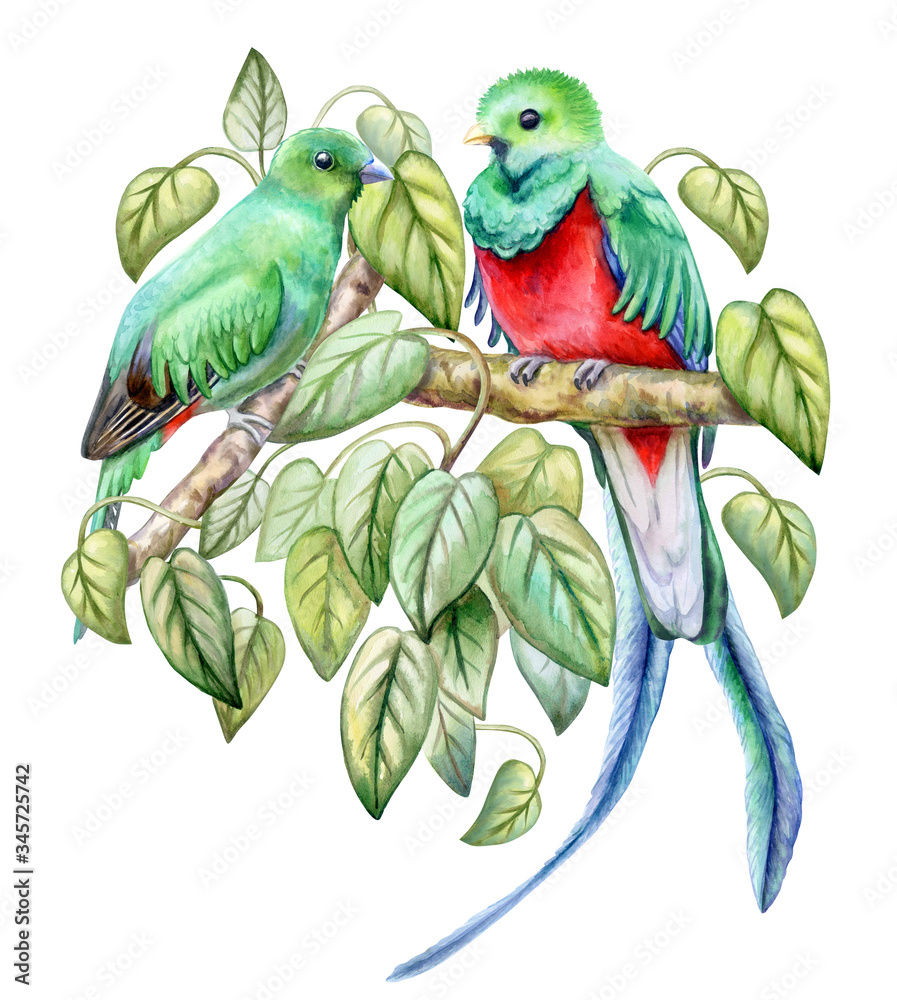 Quetzal. Birds of paradise sitting on the branch isolated on white ...